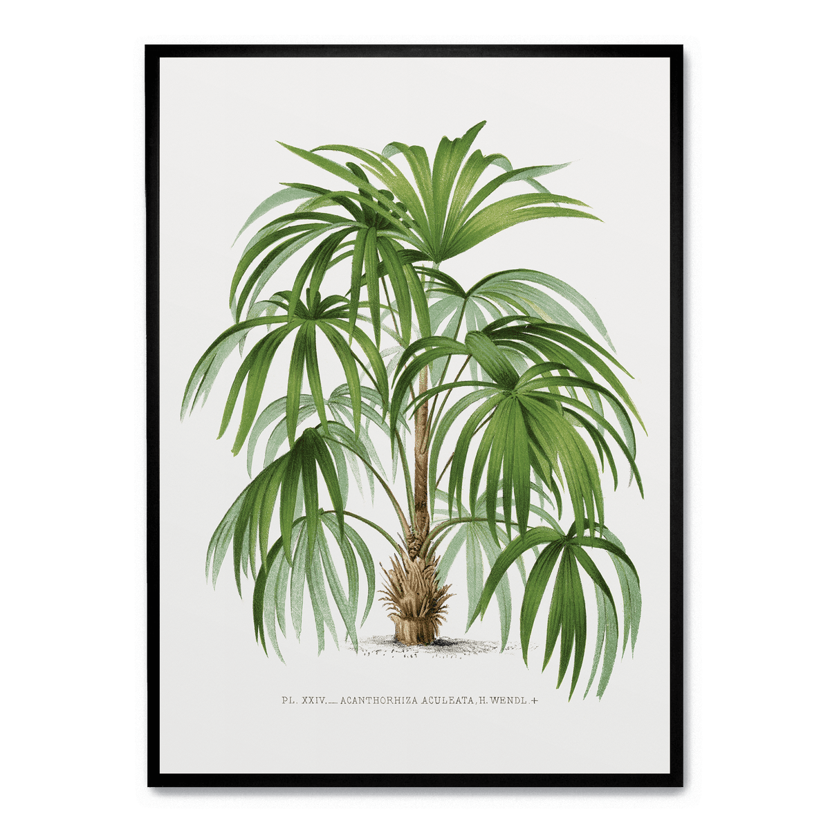 Vintage Palm Tree poster | Postera.art