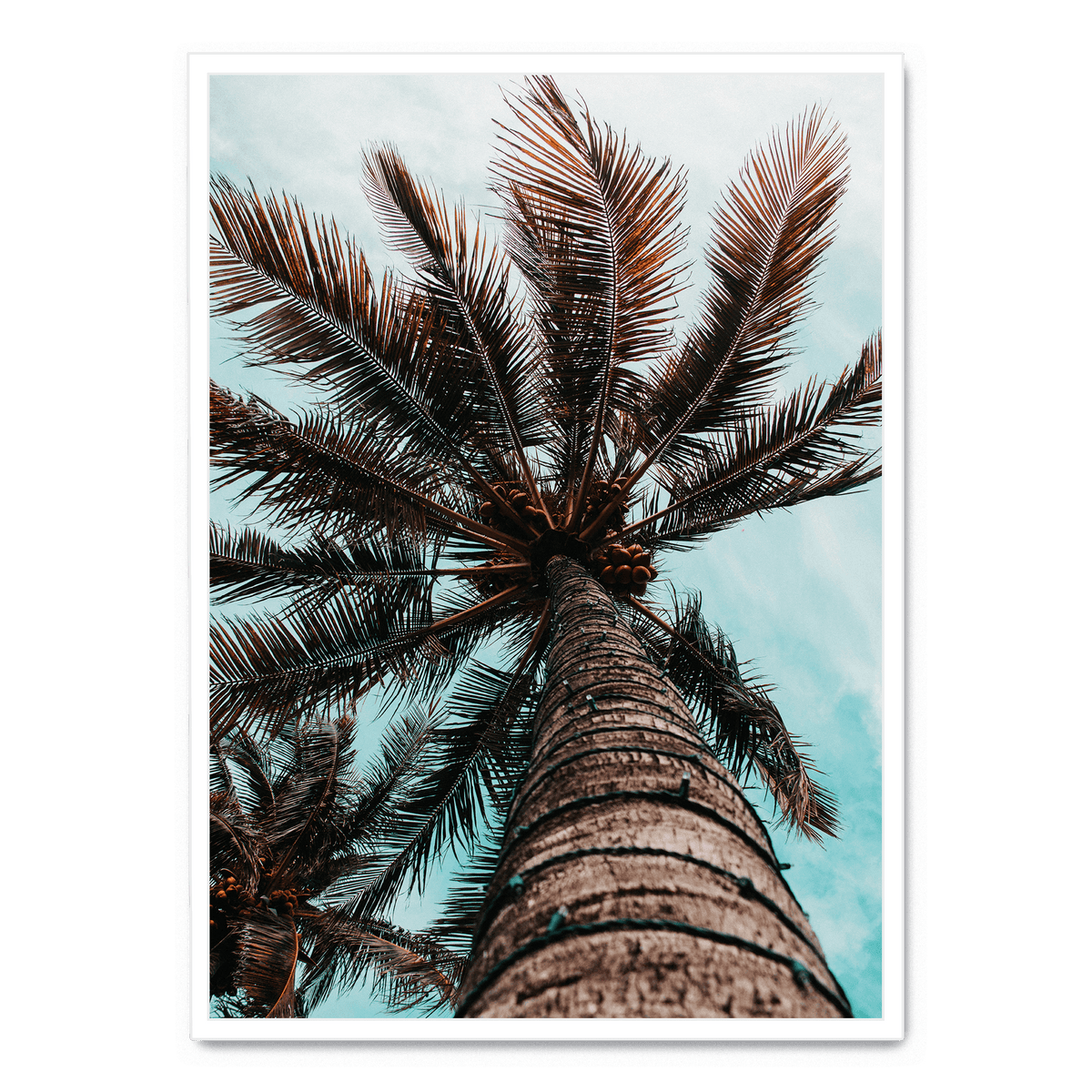 Palm Tree poster | Postera.art