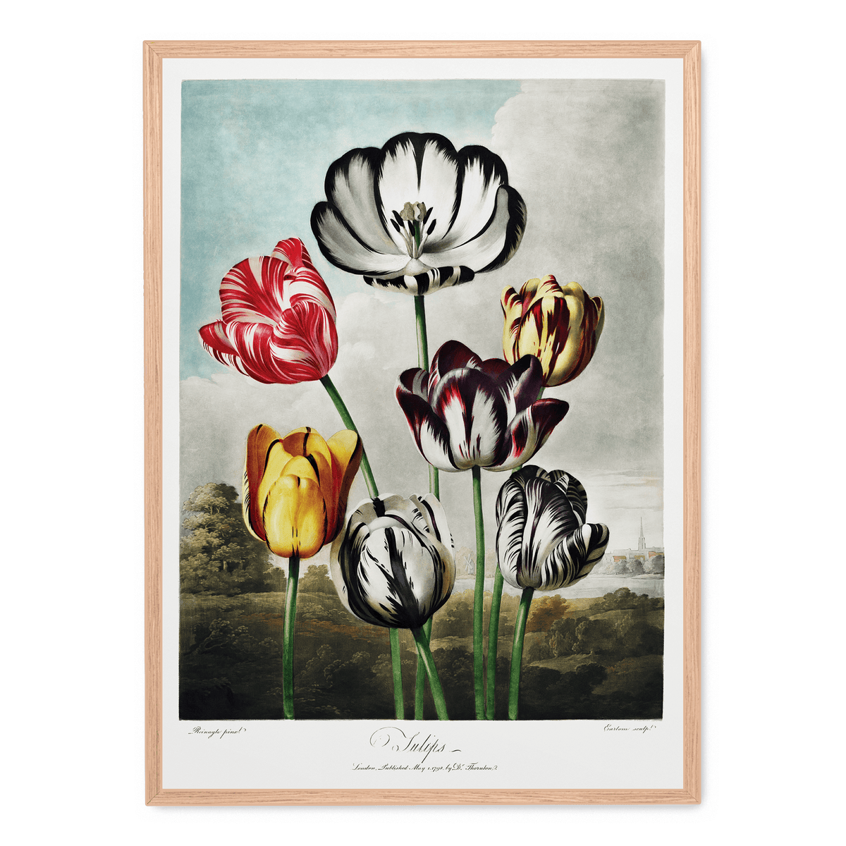 Tulips poster | Postera.art