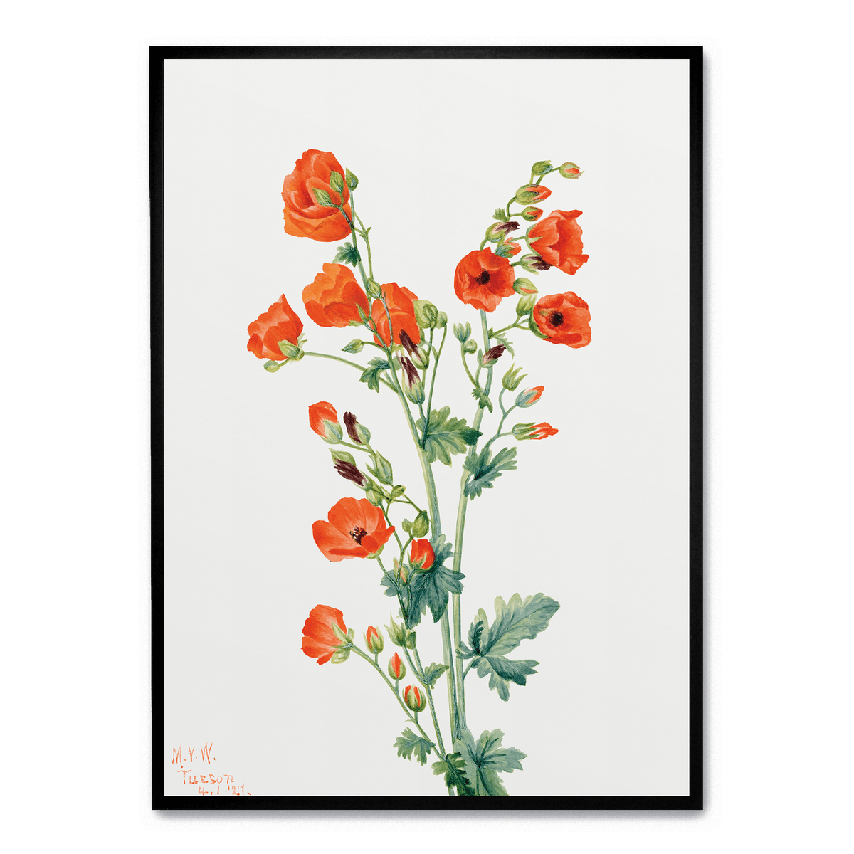 Scarlet Globe Mallow poster | Postera.art