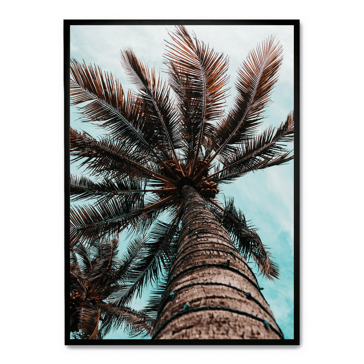 Palm Tree poster | Postera.art