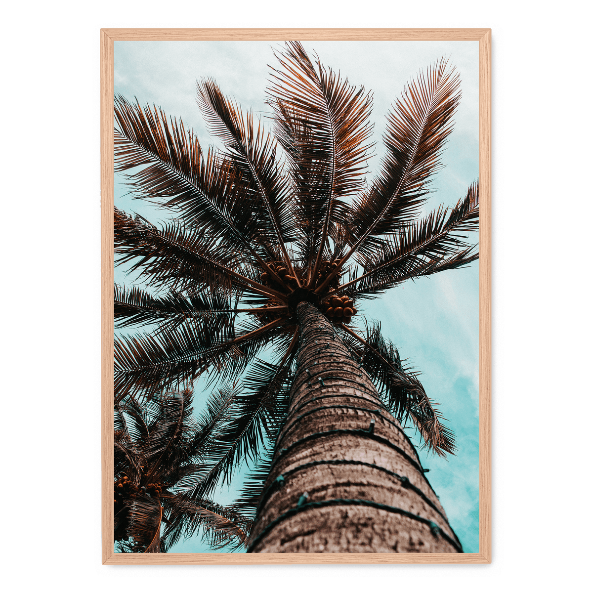Palm Tree poster | Postera.art